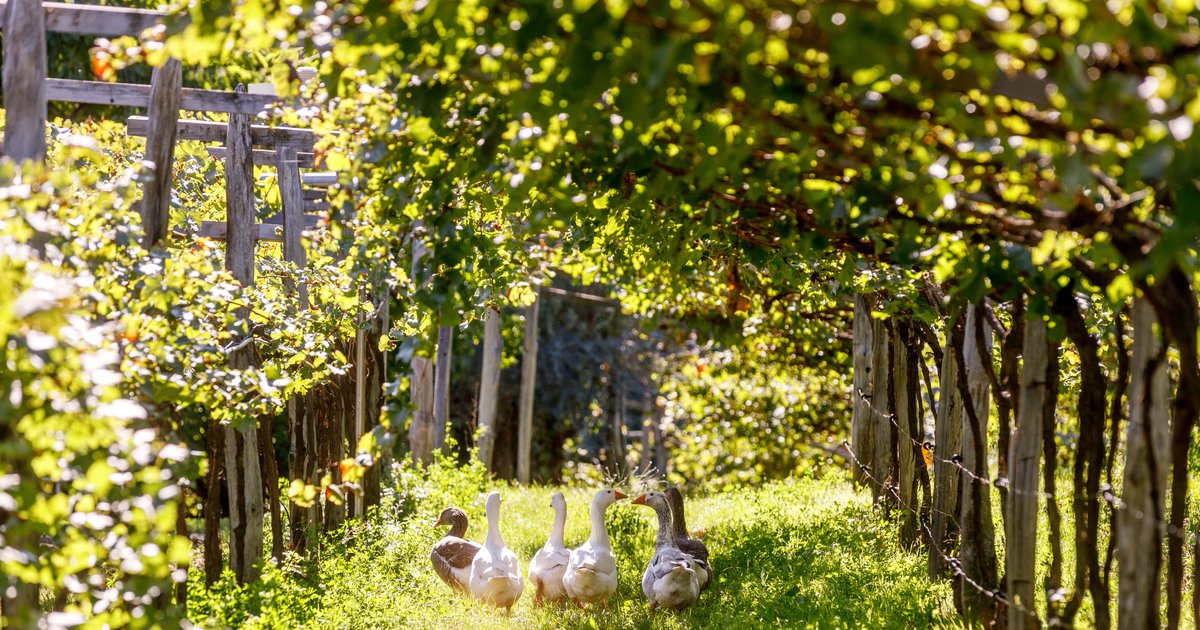 The Living Farm: where everything is connected - Tuorlo Magazine